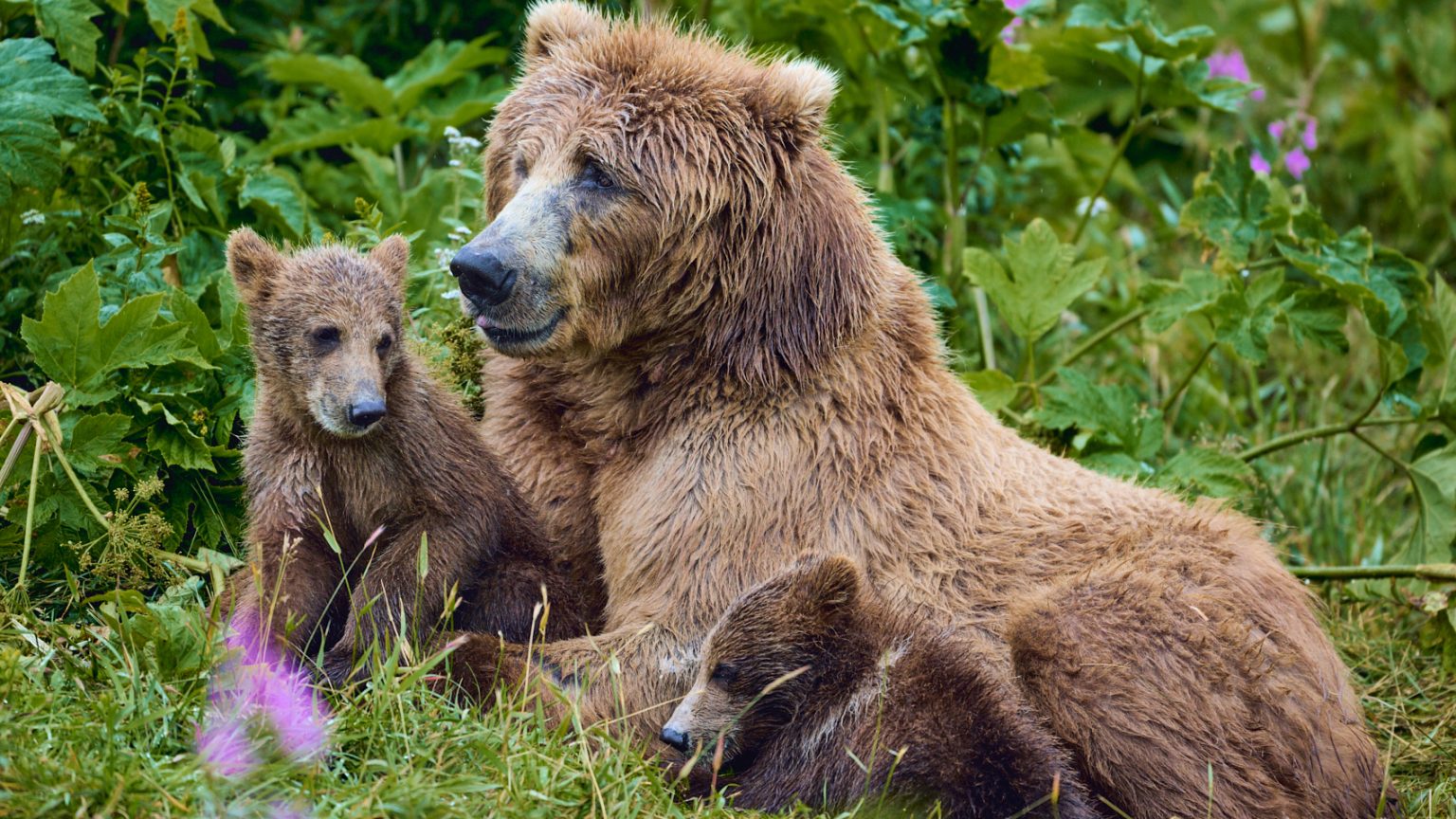 A Year in the Life of a Kodiak Brown Bear — Kodiak Bear Center and Lodge