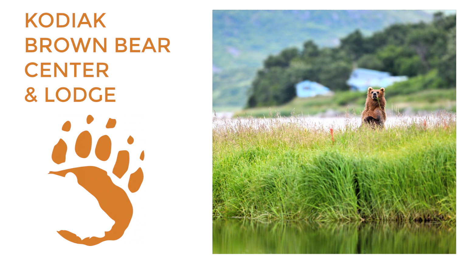 Beyond The Roar 5 Common Myths About Kodiak Bears Debunked Kodiak