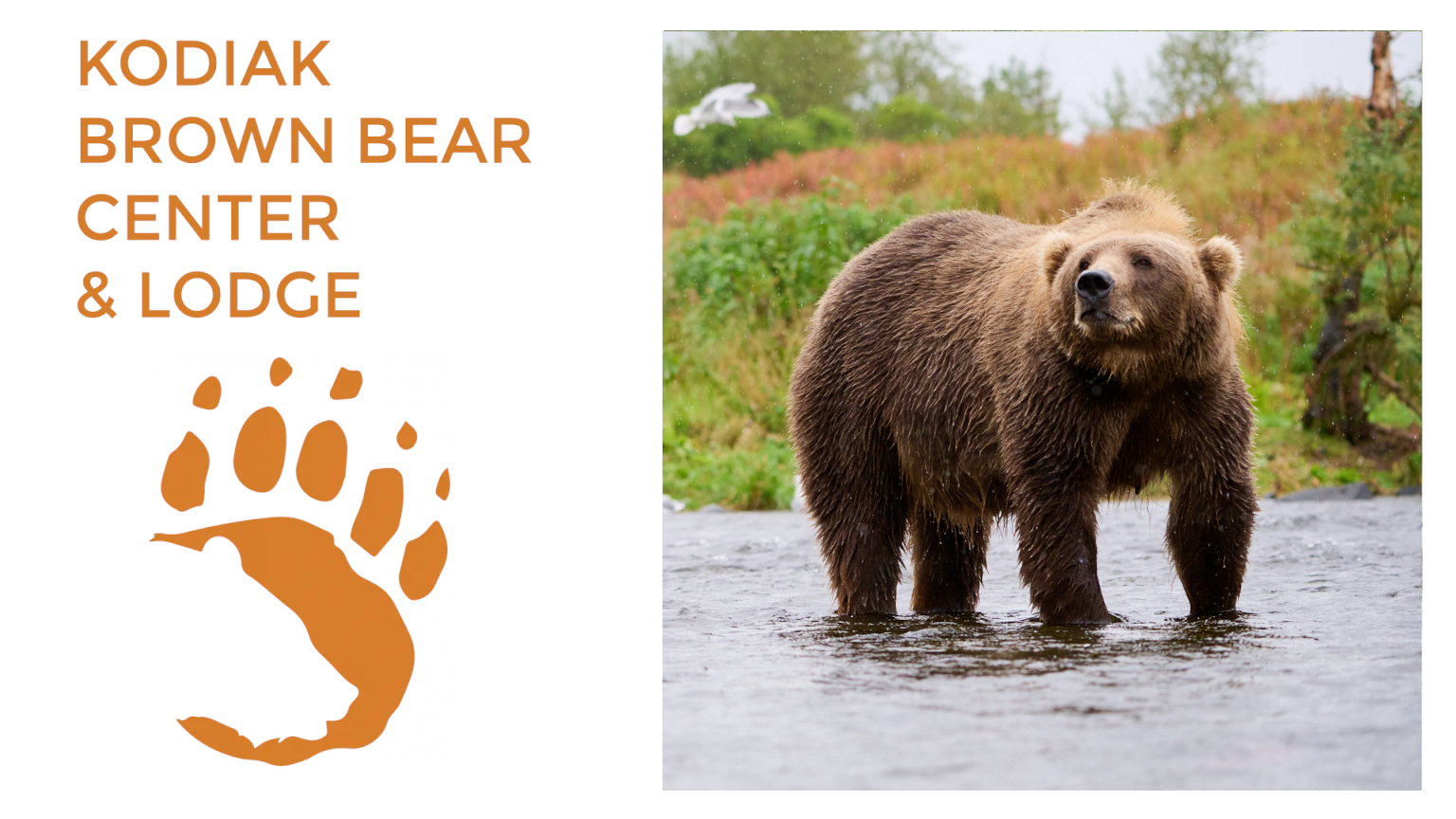Why Kodiak Brown Bear Center is Your Wildest Dream Destination — Kodiak ...