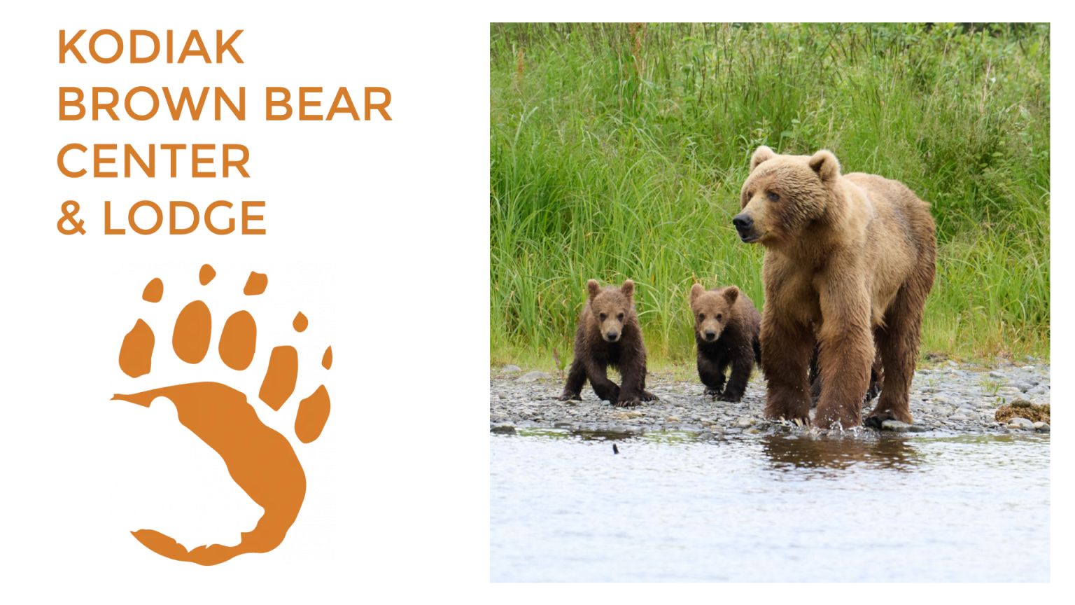 How to Tell the Difference Between Male and Female Kodiak Brown Bears — Kodiak Bear Center and Lodge