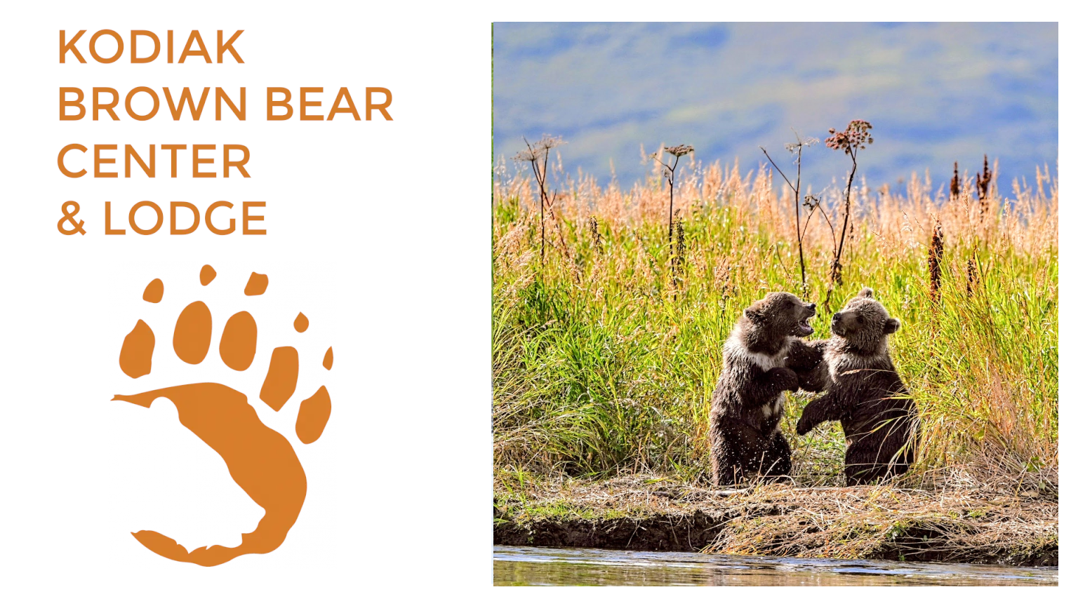 Capturing Giants: How to Photograph Kodiak Bears Safely and ...