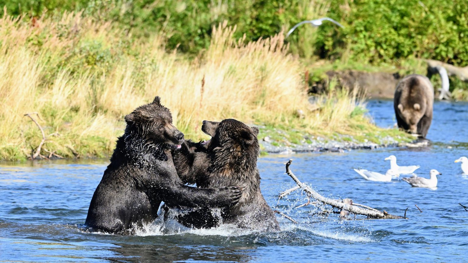 How Mama Bears Raise Their Cubs — Kodiak Bear Center and Lodge