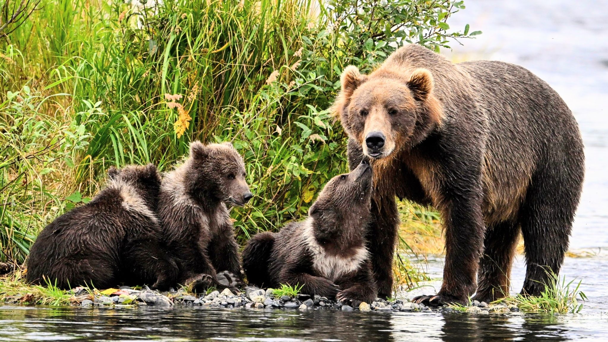 Spring "Walking Hibernation" — Kodiak Bear Center and Lodge