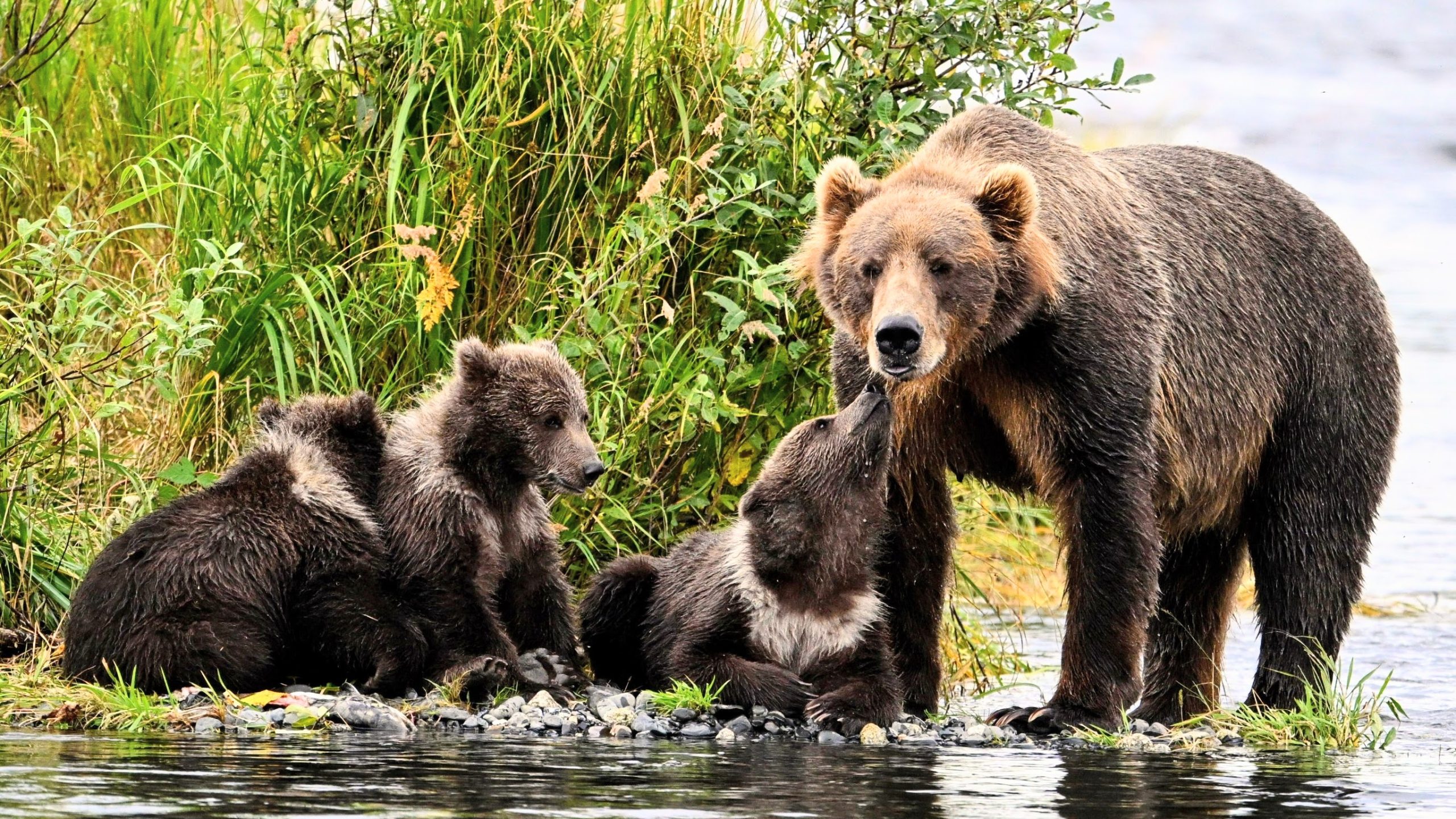 How Mama Bears Raise Their Cubs — Kodiak Bear Center and Lodge