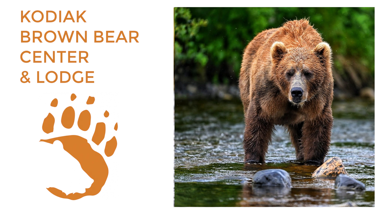 Why Kodiak Bears Are Different To Other Bears — Kodiak Bear Center and Lodge