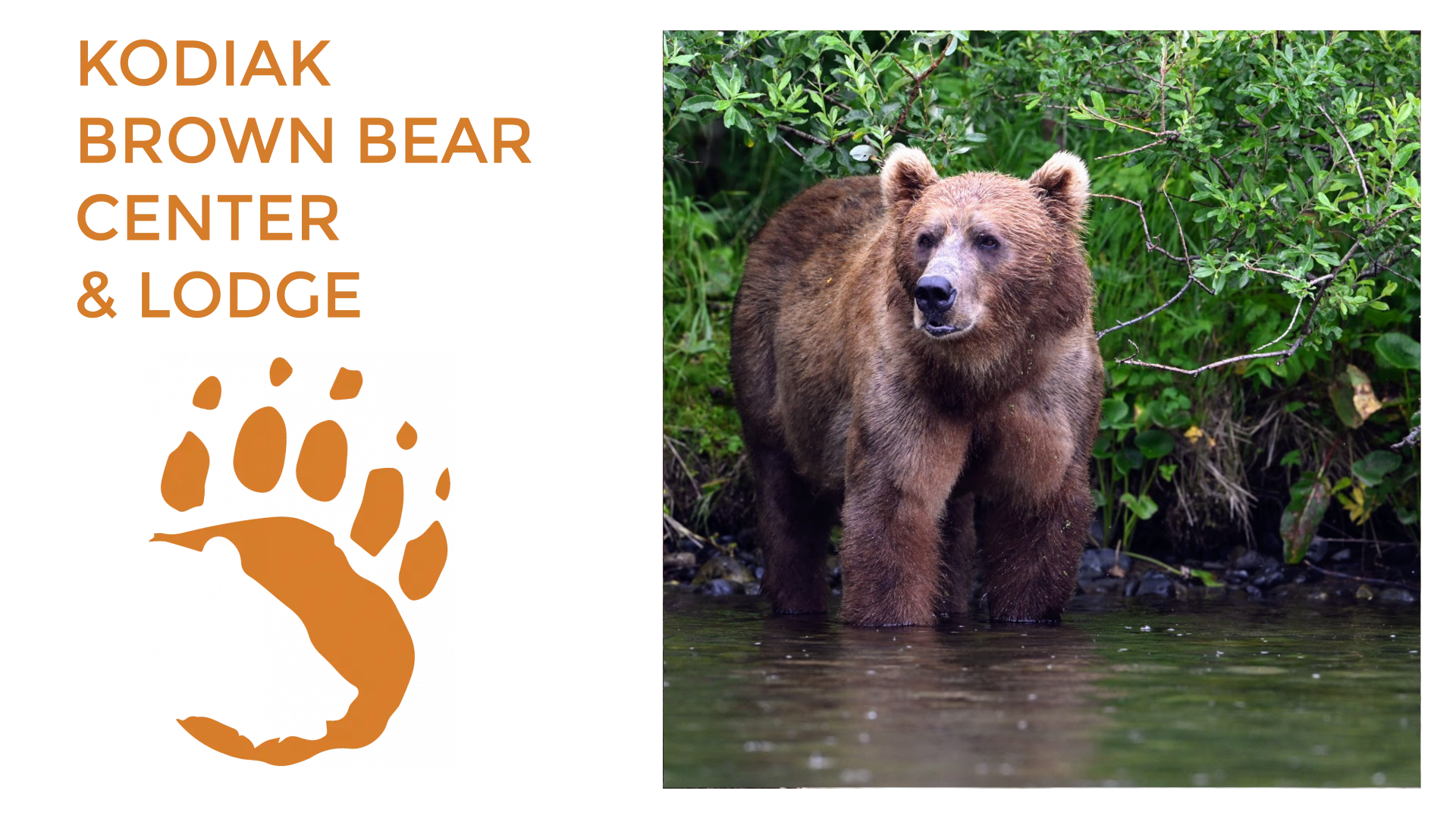 Bear Facts Archives — Kodiak Bear Center and Lodge