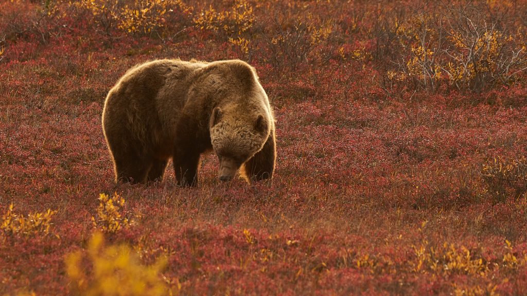 Bear Facts Archives — Kodiak Bear Center and Lodge