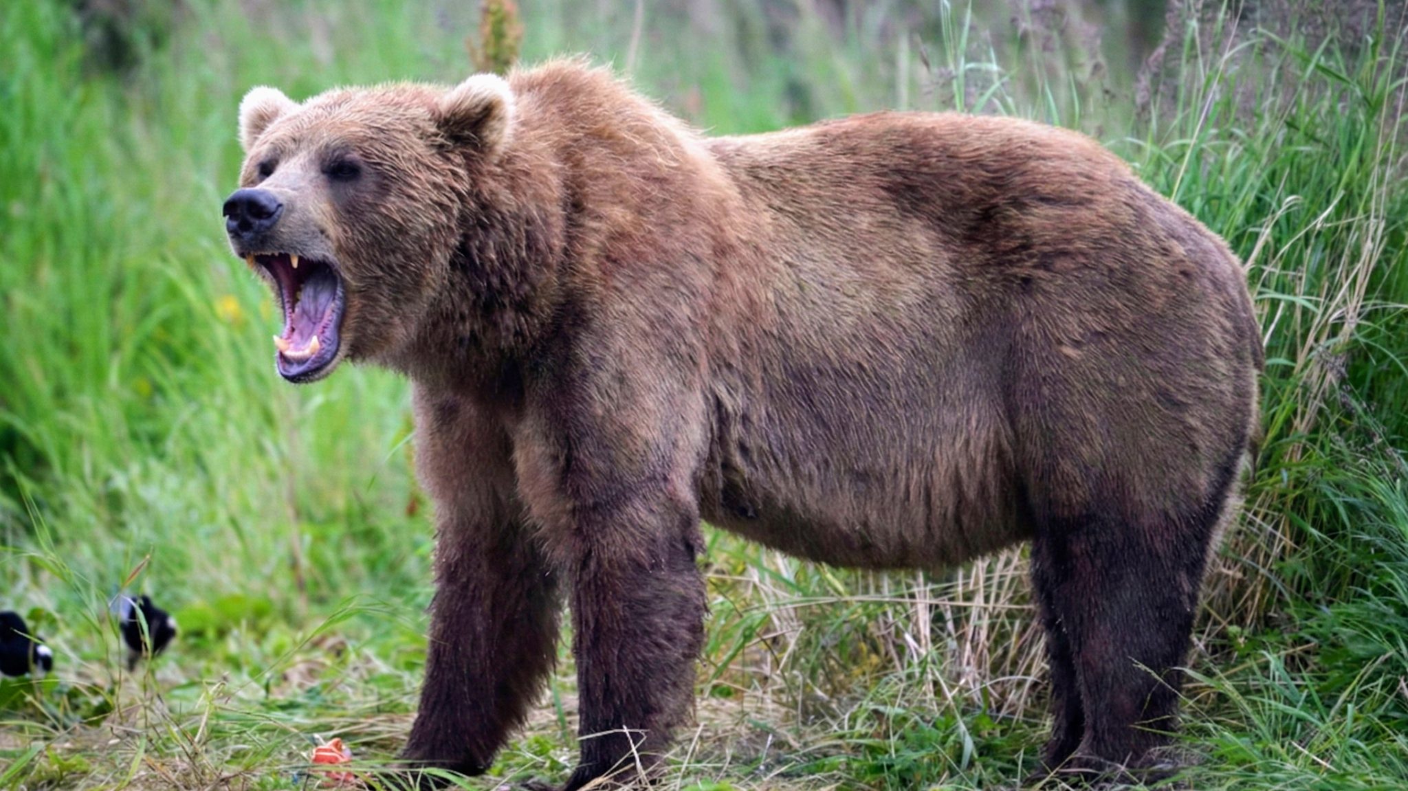 Bear Facts Archives — Kodiak Bear Center and Lodge